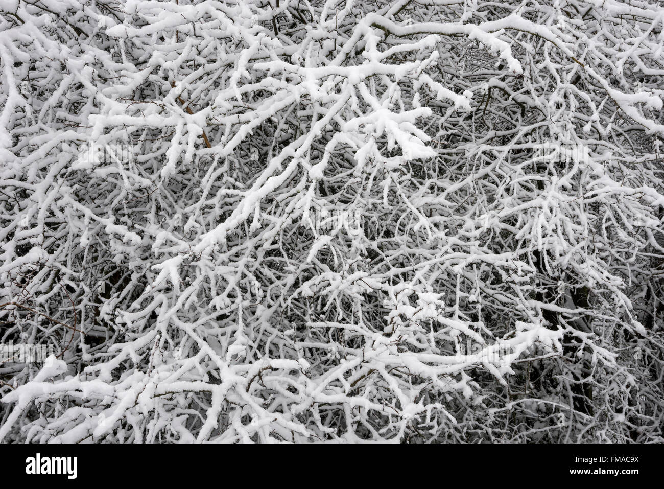 Heavy snowfall trees branches covered hi-res stock photography and ...