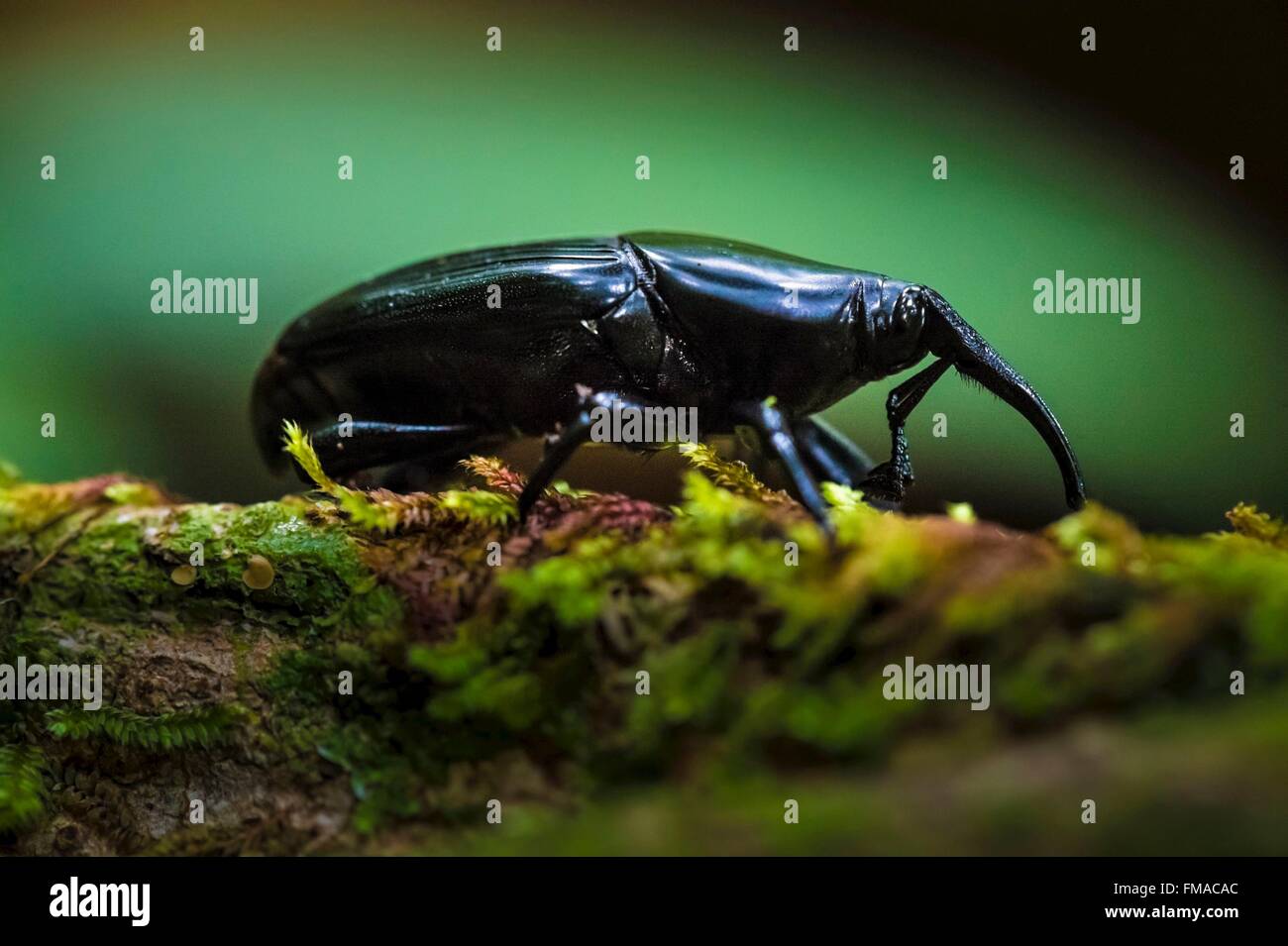 France, Guyana, French Guyana Amazonian Park, heart area, Camopi ...