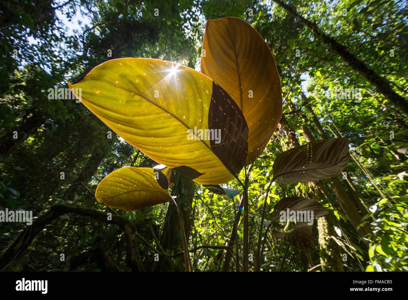 France, Guyana, French Guyana Amazonian Park, heart area, Camopi ...