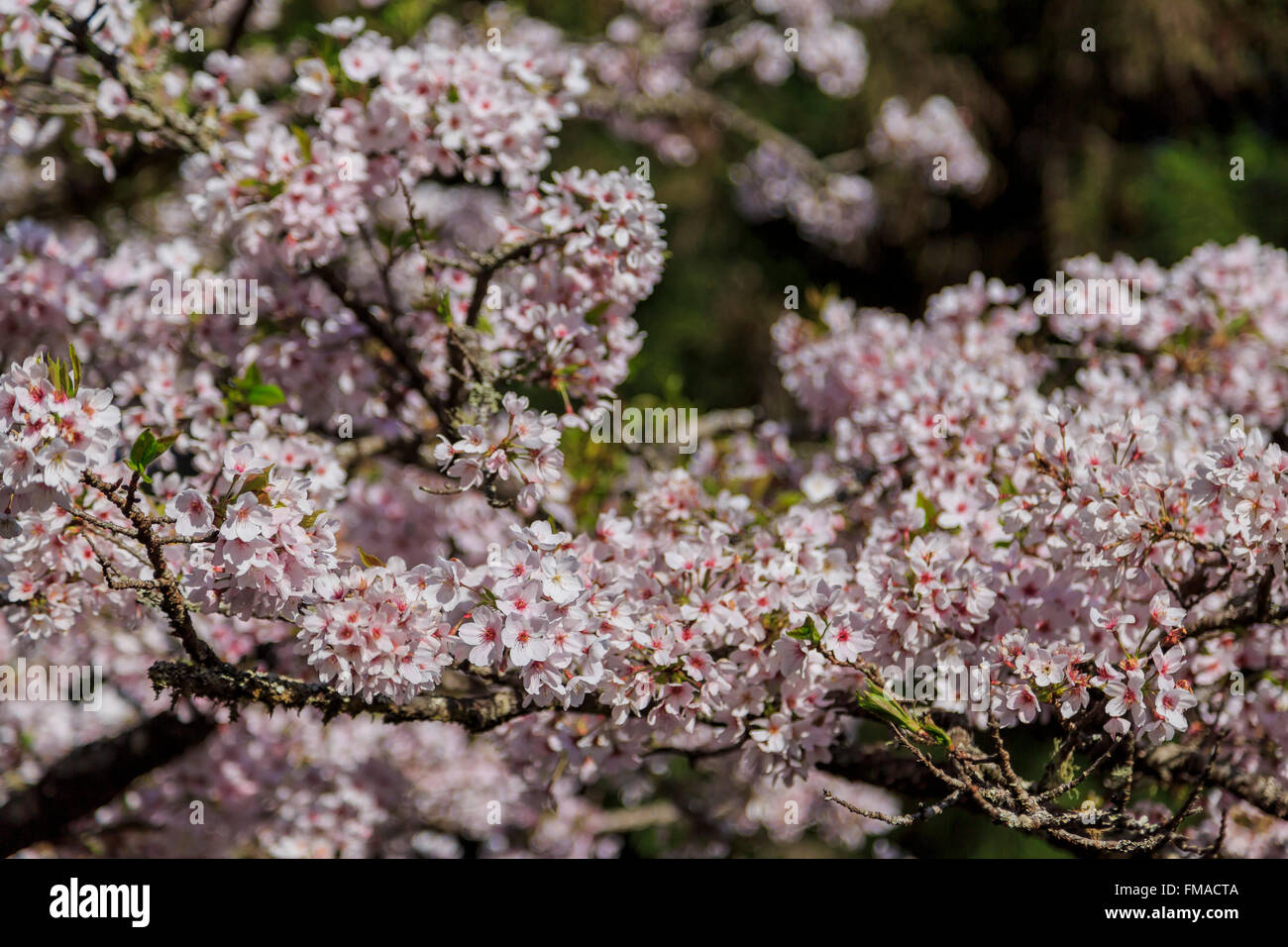 Mountain at ali hi-res stock photography and images - Alamy