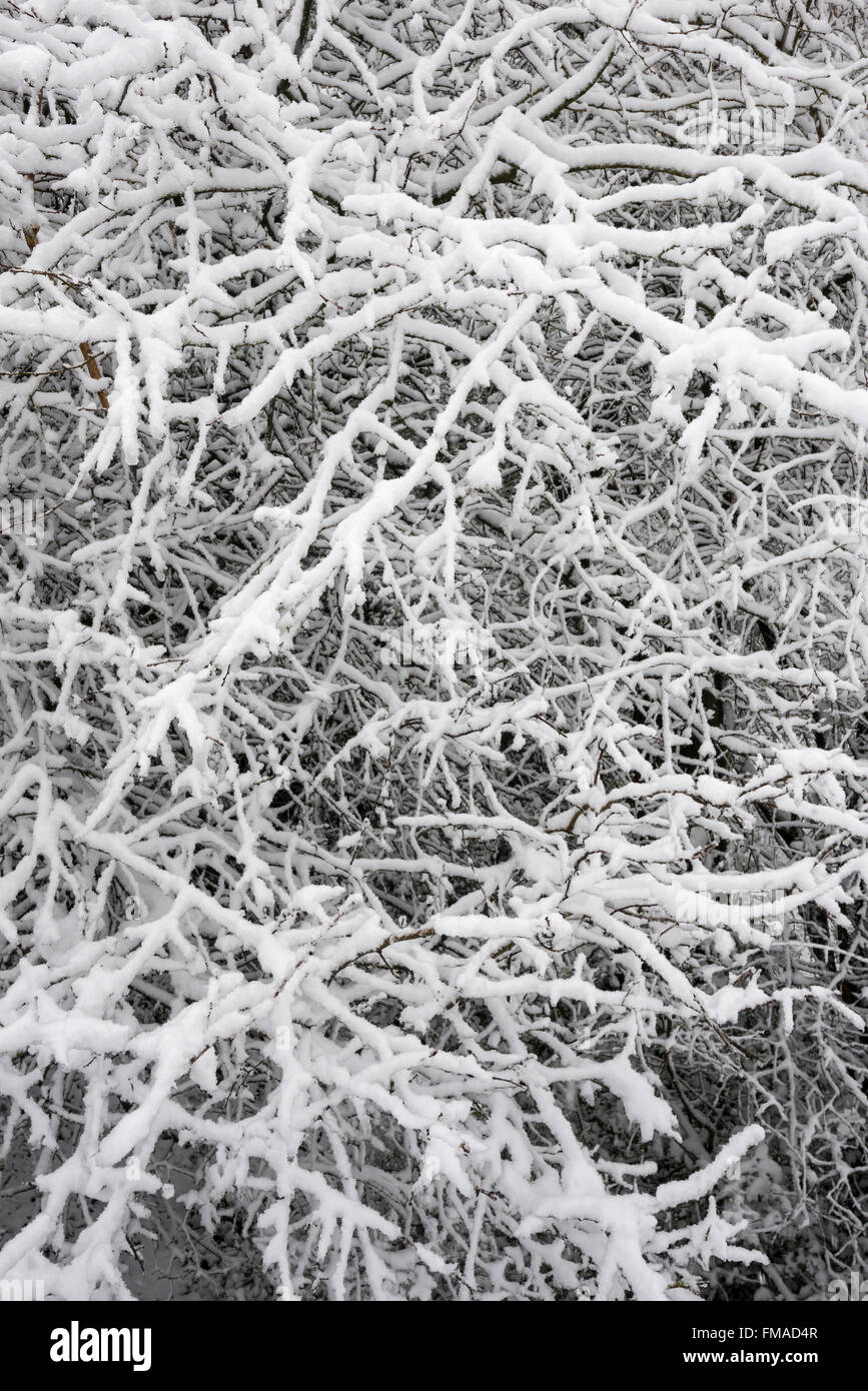 Snow heavy branches hi-res stock photography and images - Alamy