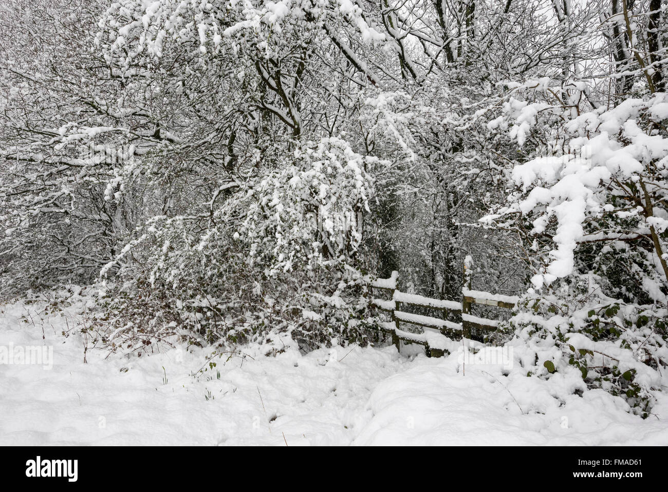 Stile leading into a snowy English woodland with branches heavy with ...