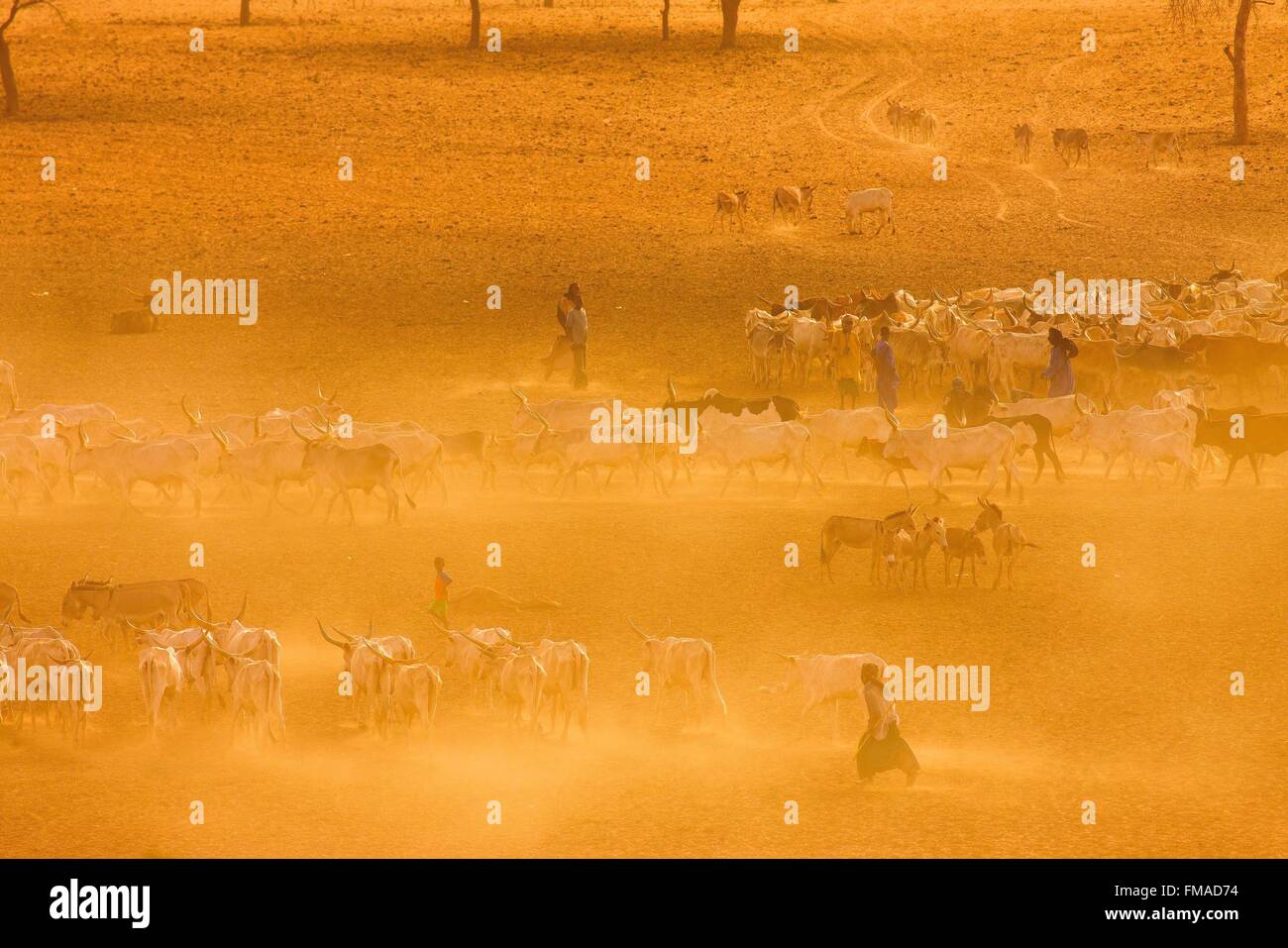 Senegal, Sahel, Ferlo region, Widou Thiengoly, Semi desert landscape in ...