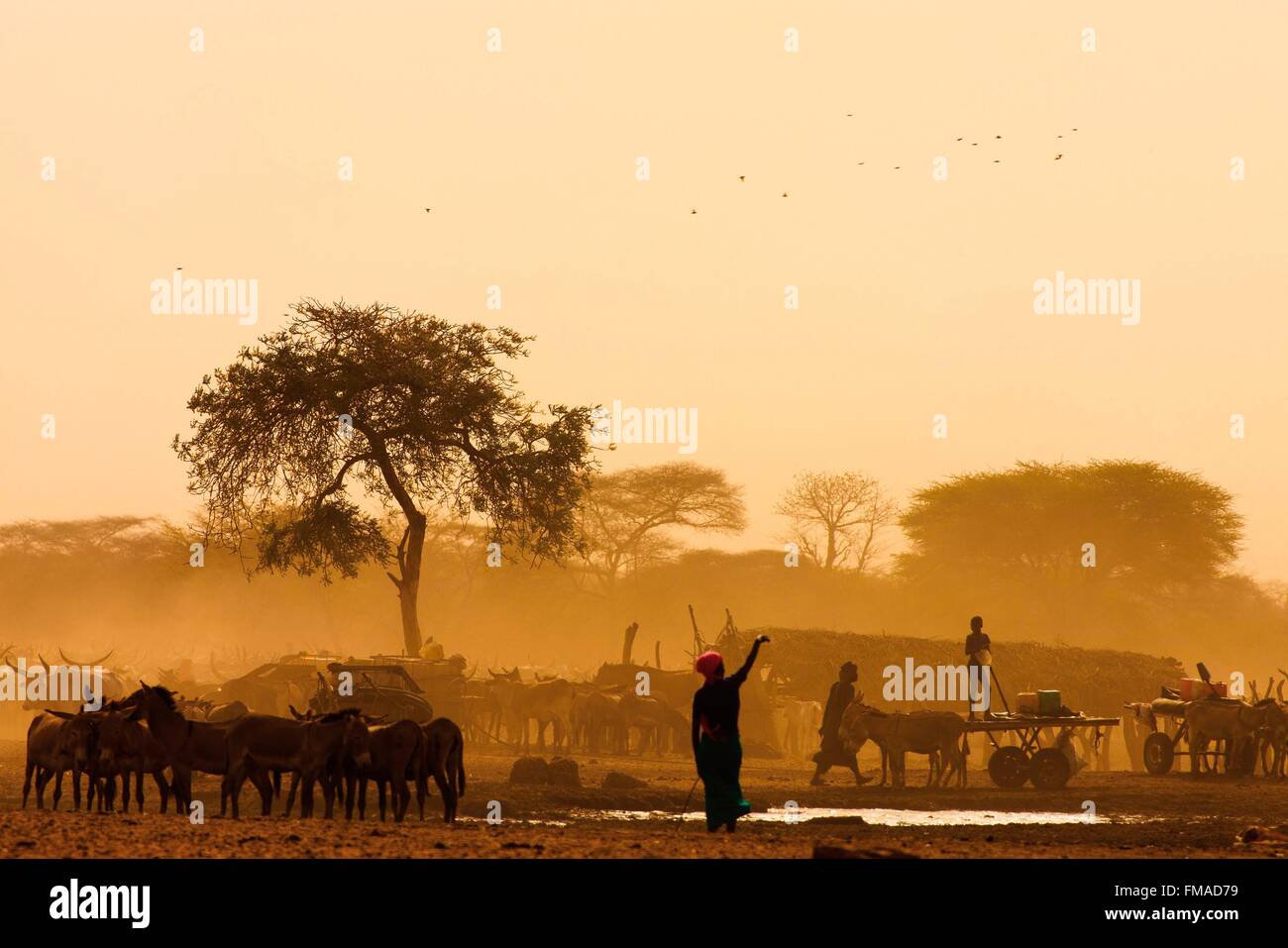 Senegal, Sahel, Ferlo region, Widou Thiengoly, Herd of zebu Stock Photo ...