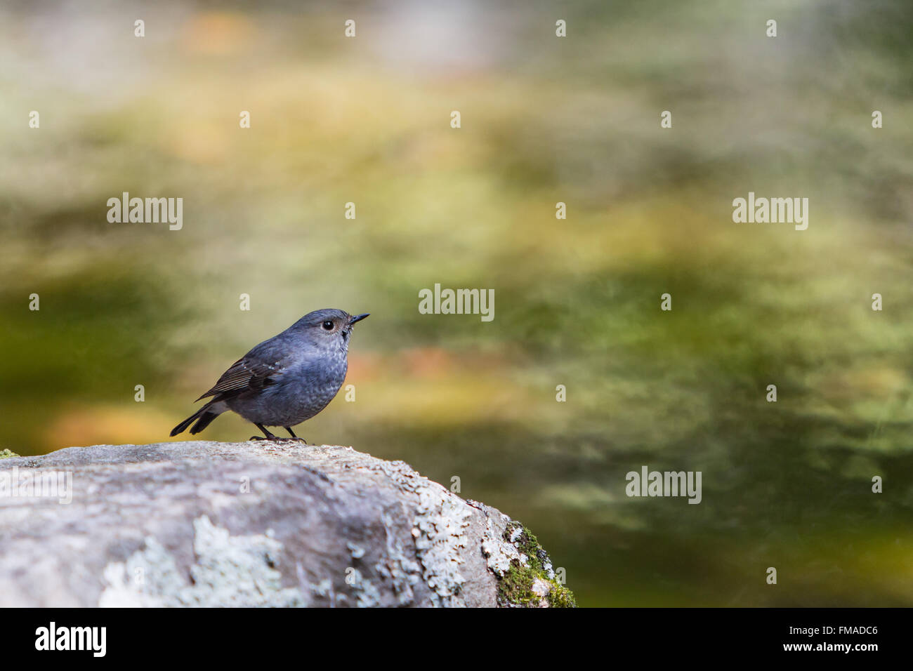 Water redstart hi-res stock photography and images - Alamy