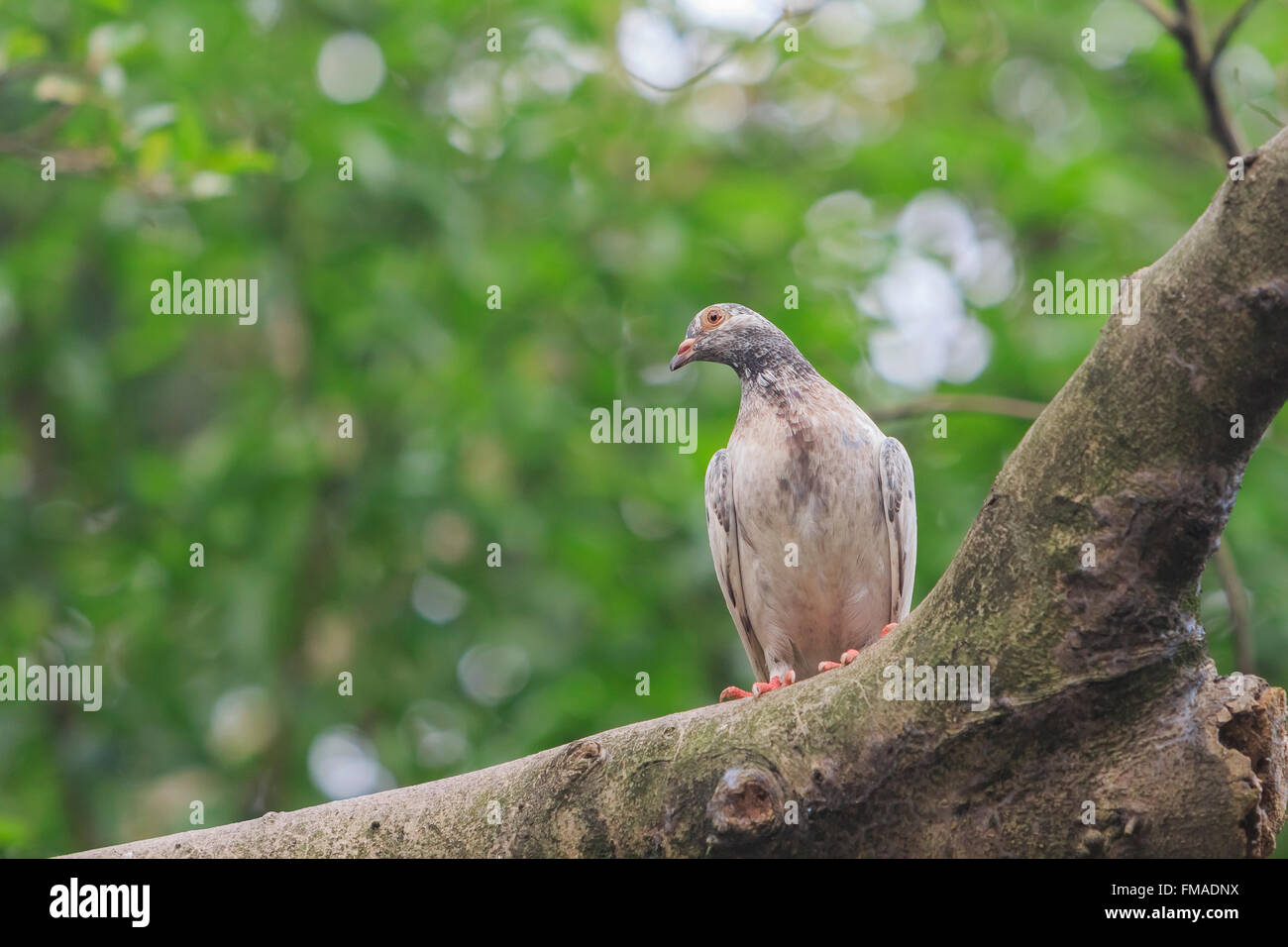 Pigeon rest hi-res stock photography and images - Alamy