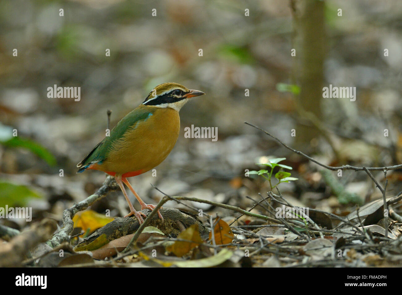 Indian pitta brachyura in sri hi-res stock photography and images - Alamy