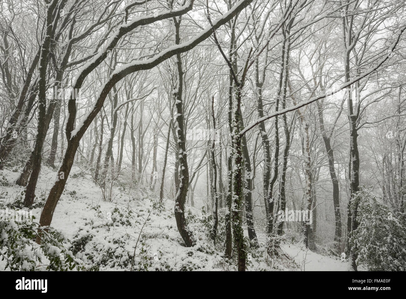Snowy English woodland with branches covered in snow and a light mist ...