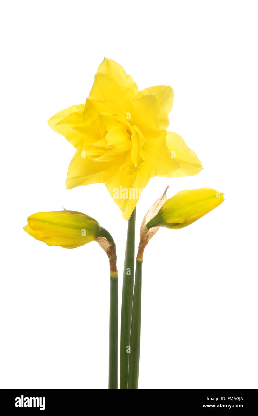 A double yellow daffodil flower and two buds isolated against white ...