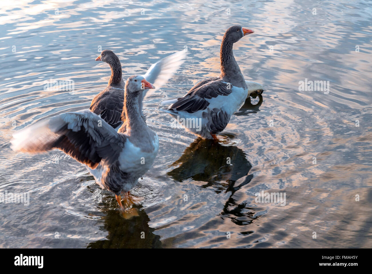 Three ducks wash at lake Stock Photo - Alamy
