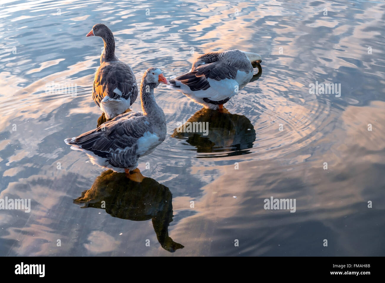 Three ducks wash at lake Stock Photo - Alamy