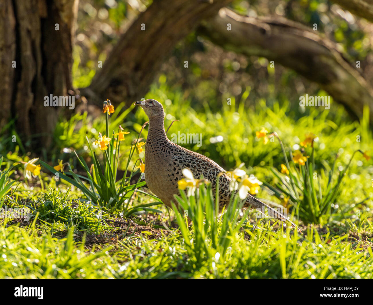 Beautiful Female Pheasant (Phasianus colchicus) foraging in natural ...