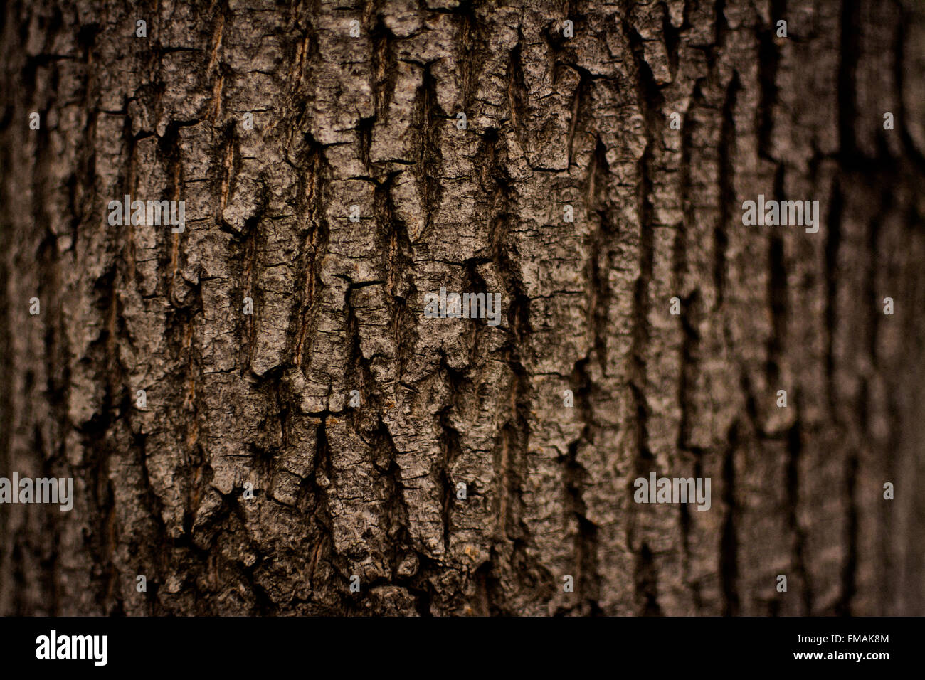 Brown Tree Bark Texture Stock Photo - Alamy