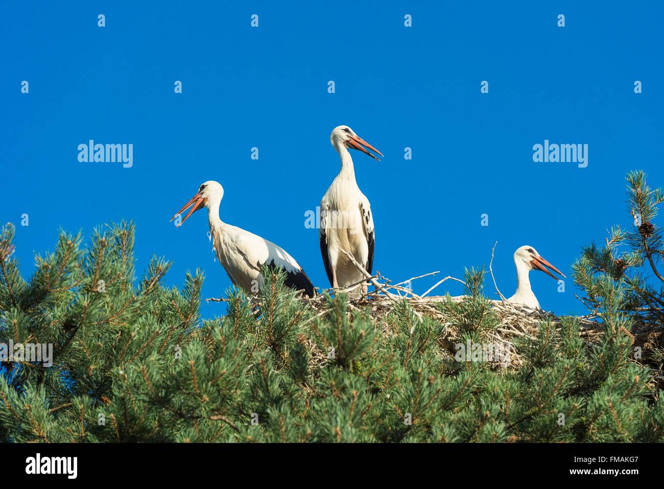 Storks france hi-res stock photography and images - Alamy