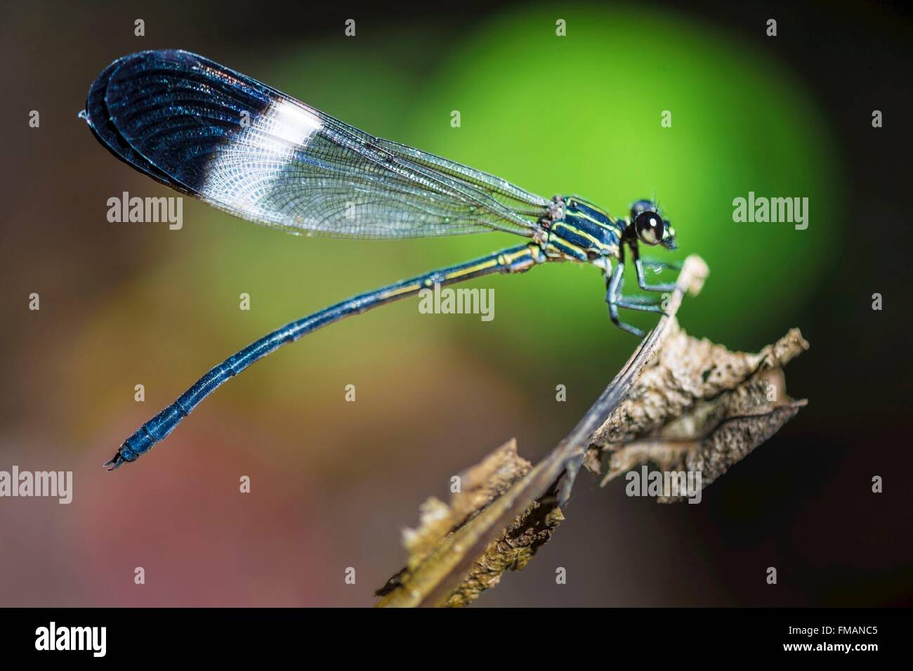 M Picta High Resolution Stock Photography and Images - Alamy