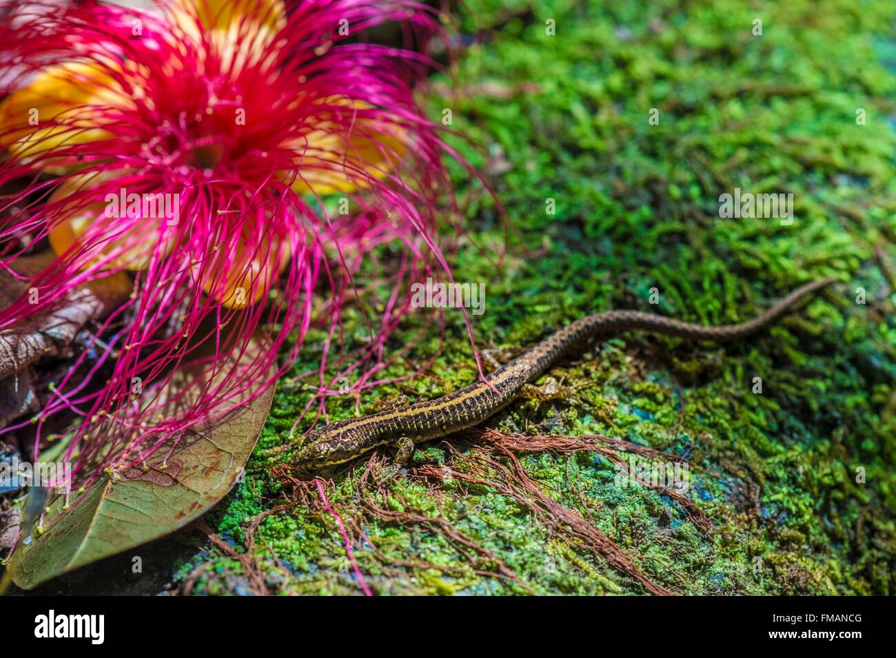 France, Guyana, French Guyana Amazonian Park, heart area, Camopi ...