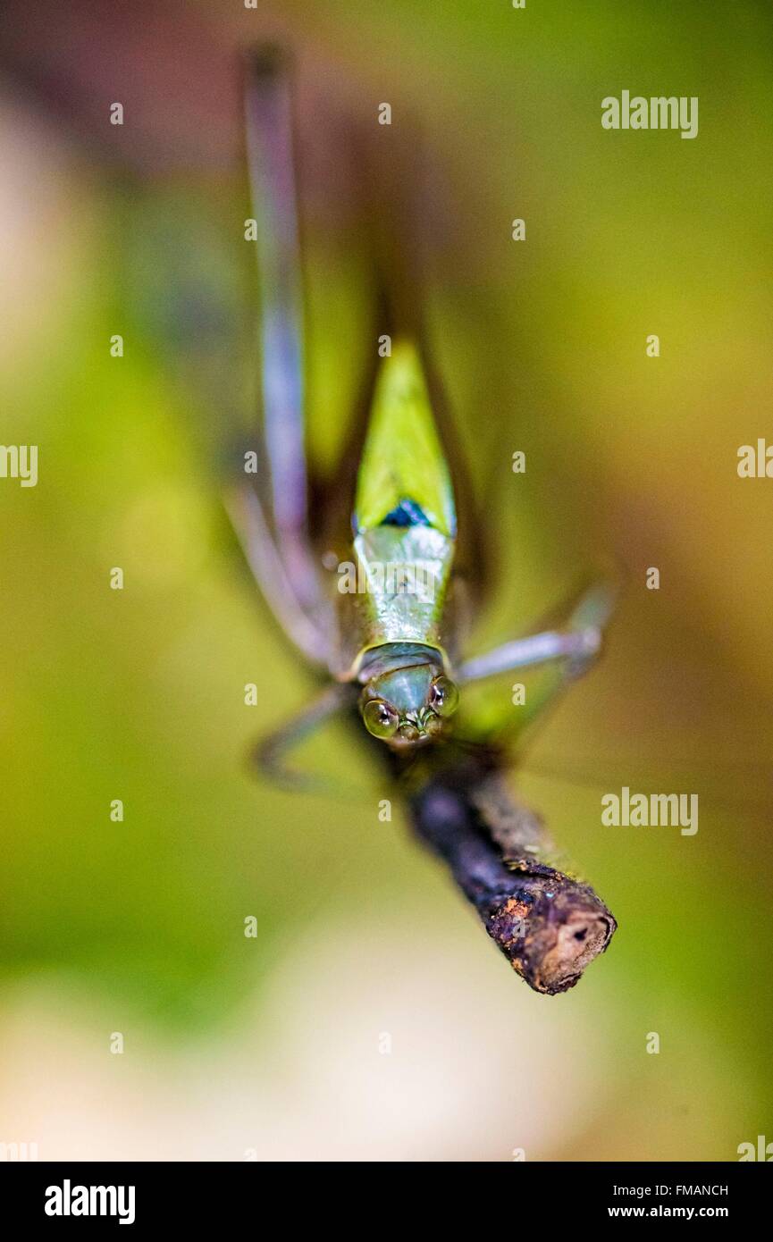 France, Guyana, French Guyana Amazonian Park, heart area, Camopi ...