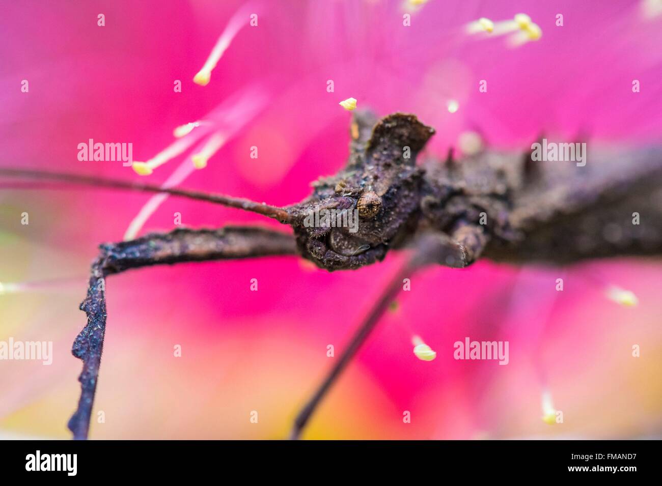 France, Guyana, French Guyana Amazonian Park, heart area, Camopi ...
