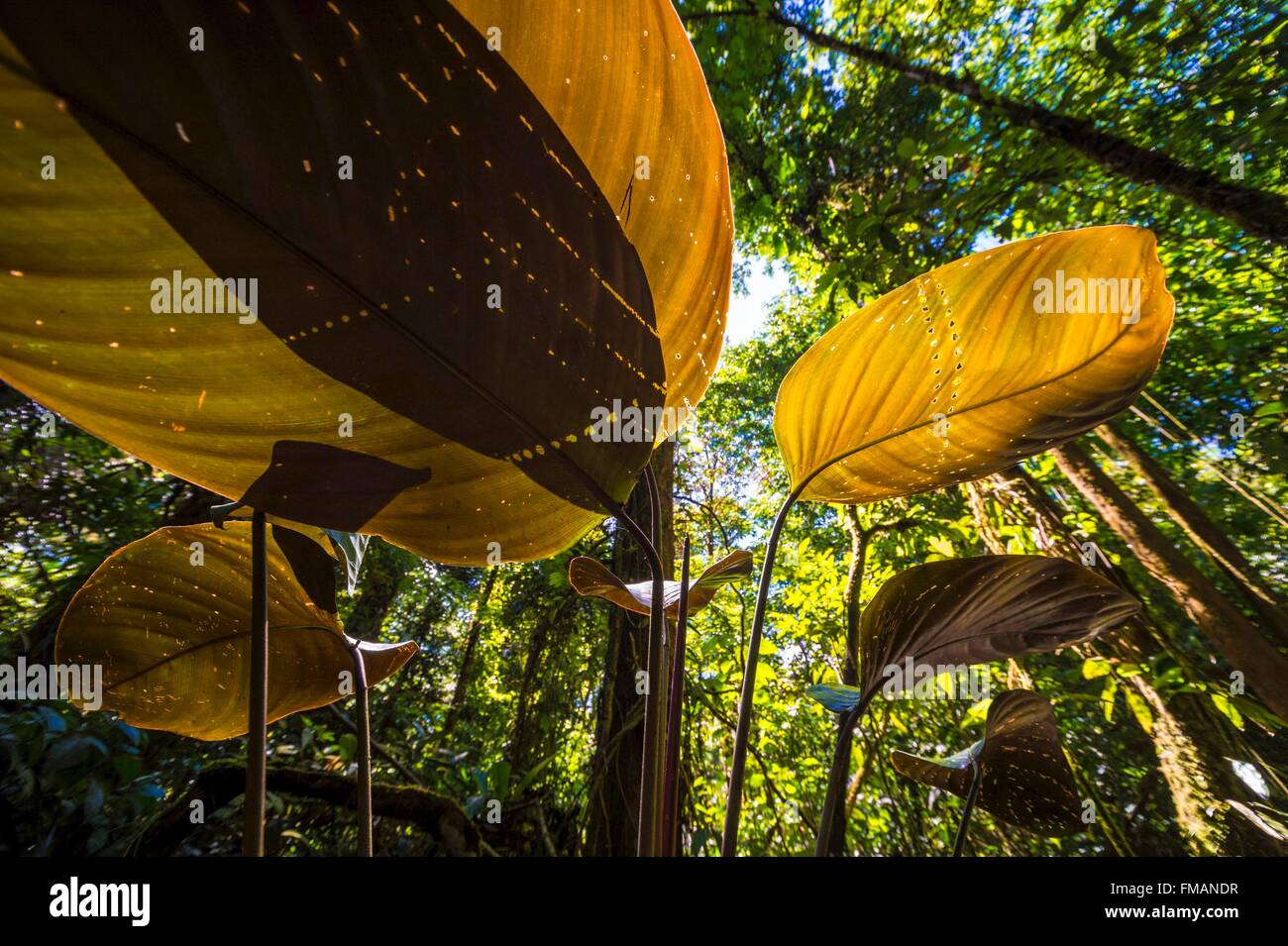 France, Guyana, French Guyana Amazonian Park, heart area, Camopi ...