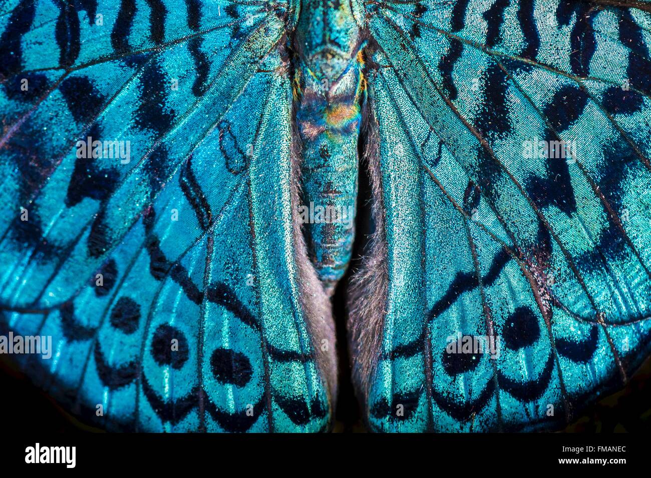 France, Guyana, French Guyana Amazonian Park, heart area, Camopi ...