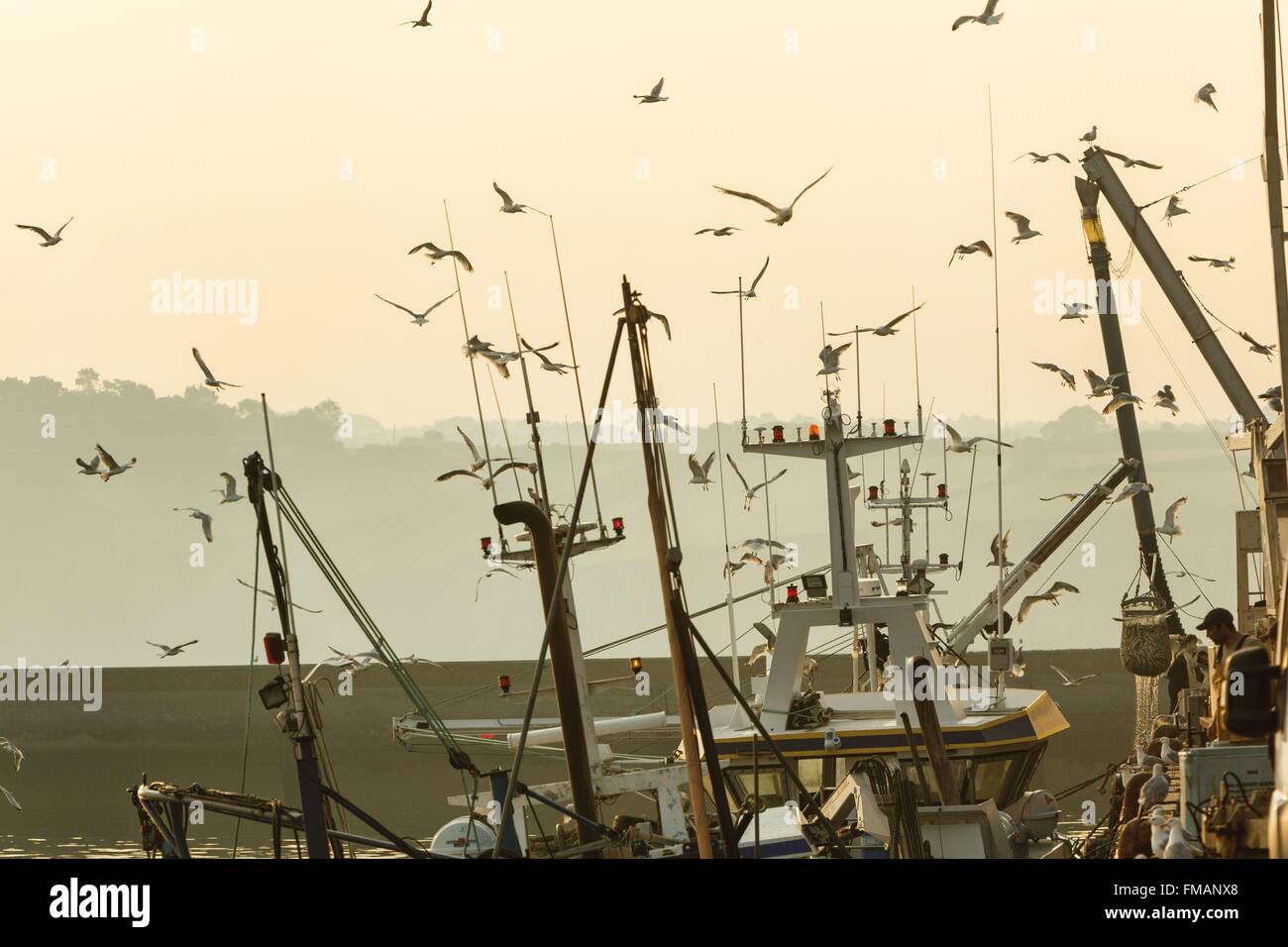 Trawler unloading fish hi-res stock photography and images - Alamy