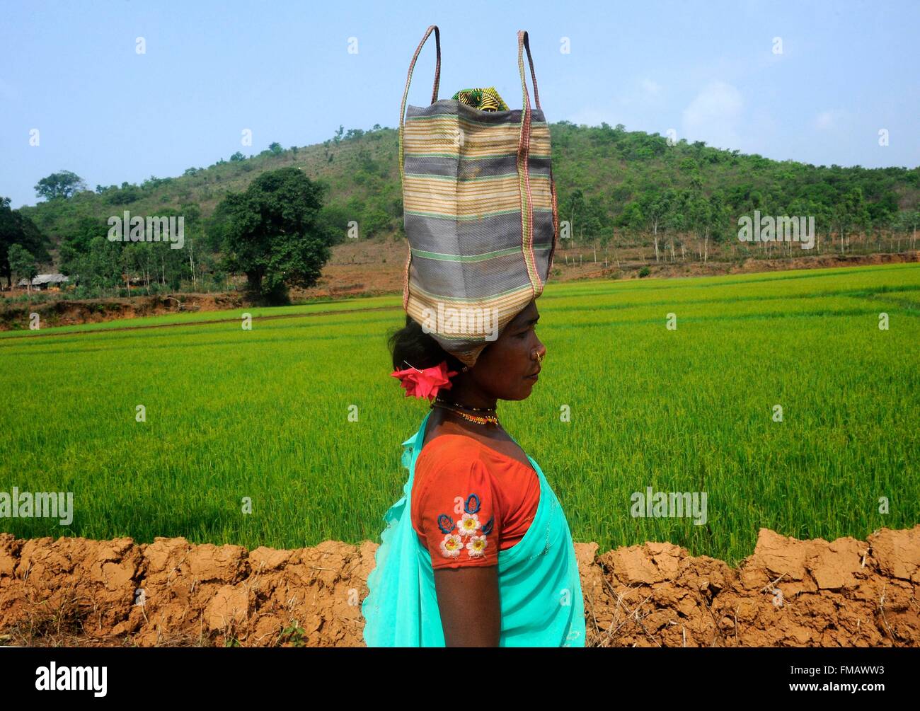 Rice orissa india asia hi-res stock photography and images - Alamy