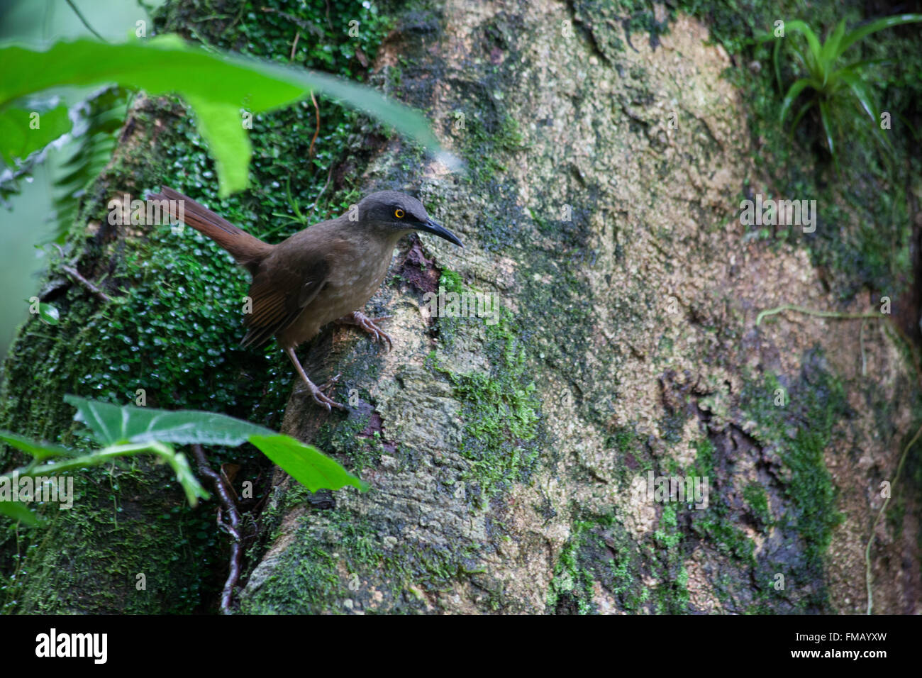 Brown Trembler bird in the Guadeloupe rainforest - Basse-Terre Stock ...