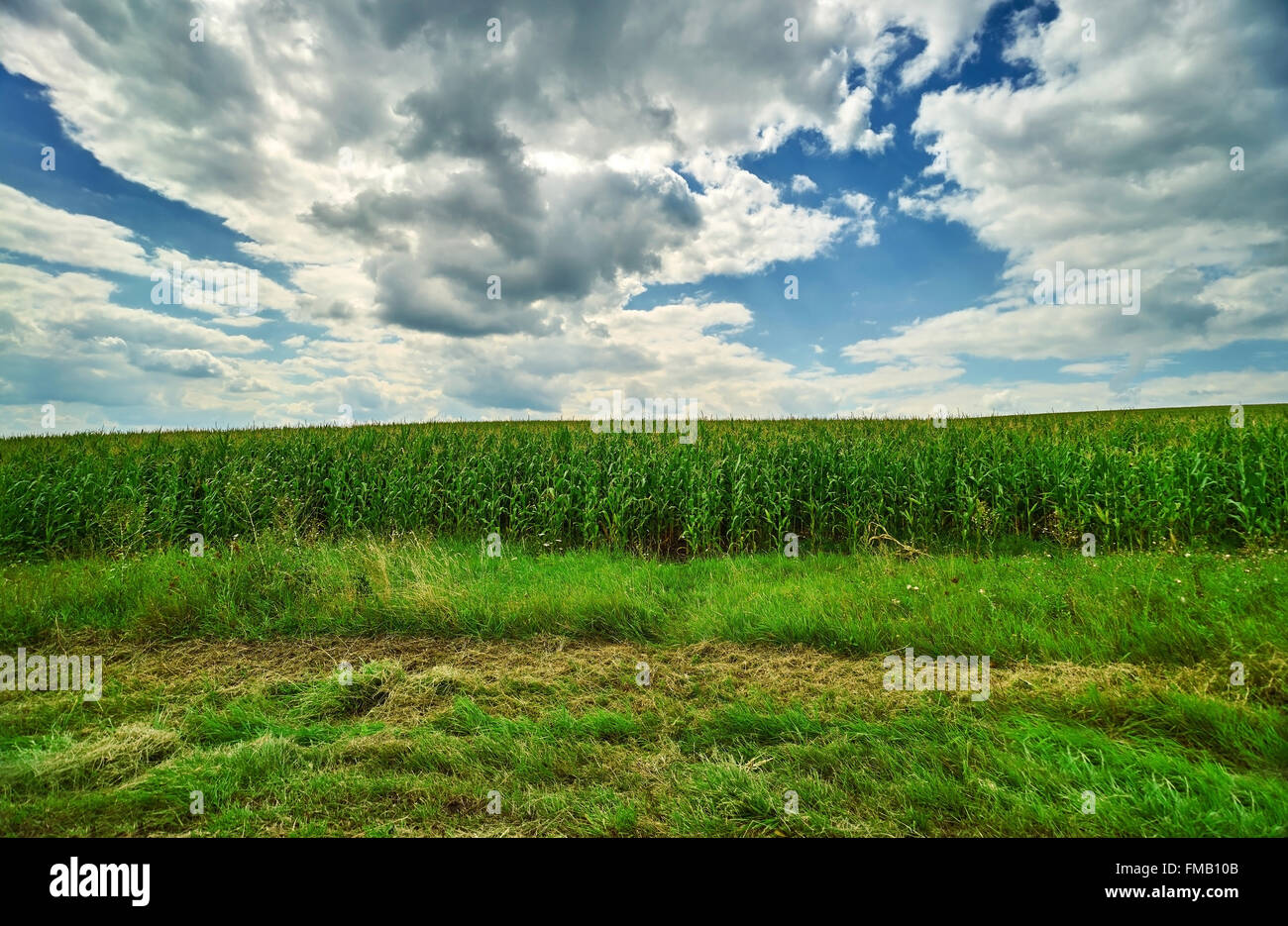 Corn field landscape hi-res stock photography and images - Alamy