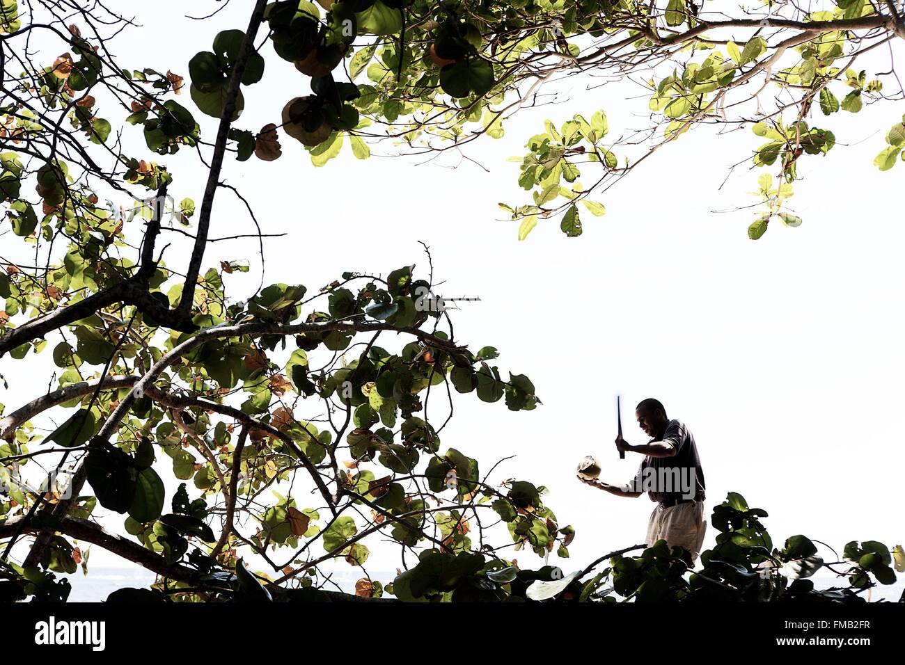 Coconut tree cutting hi-res stock photography and images - Alamy