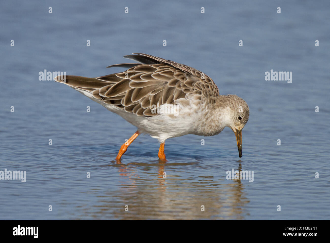 Juvenile Ruff, a common migrant wading bird of Britain Stock Photo - Alamy