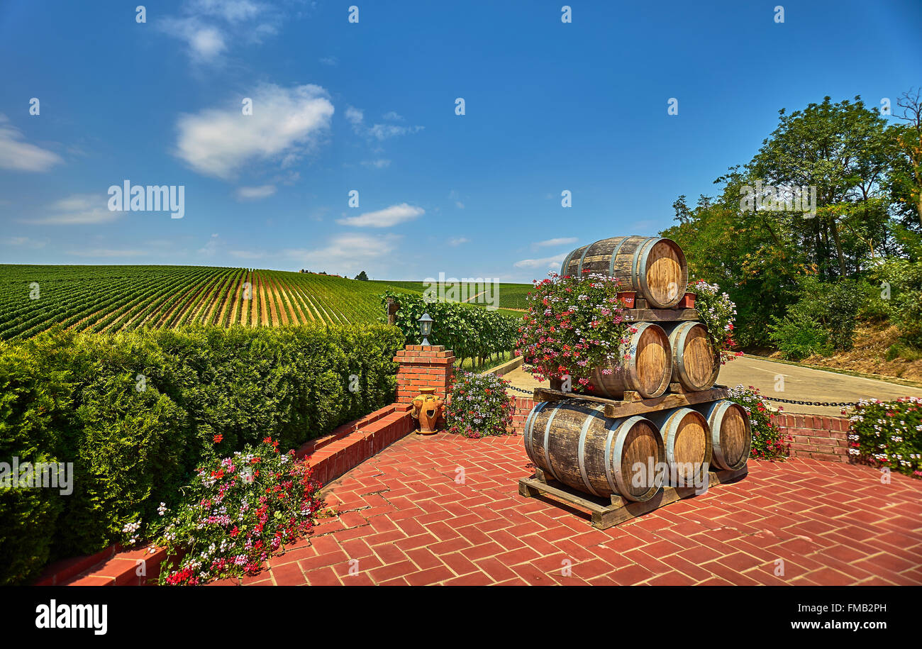 Vineyard landscape with wine barrels in Recas, Romania Stock Photo - Alamy