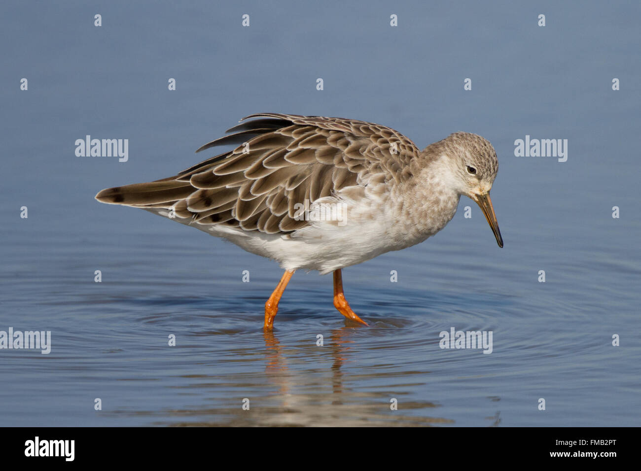 Juvenile Ruff, a common migrant wading bird of Britain Stock Photo - Alamy