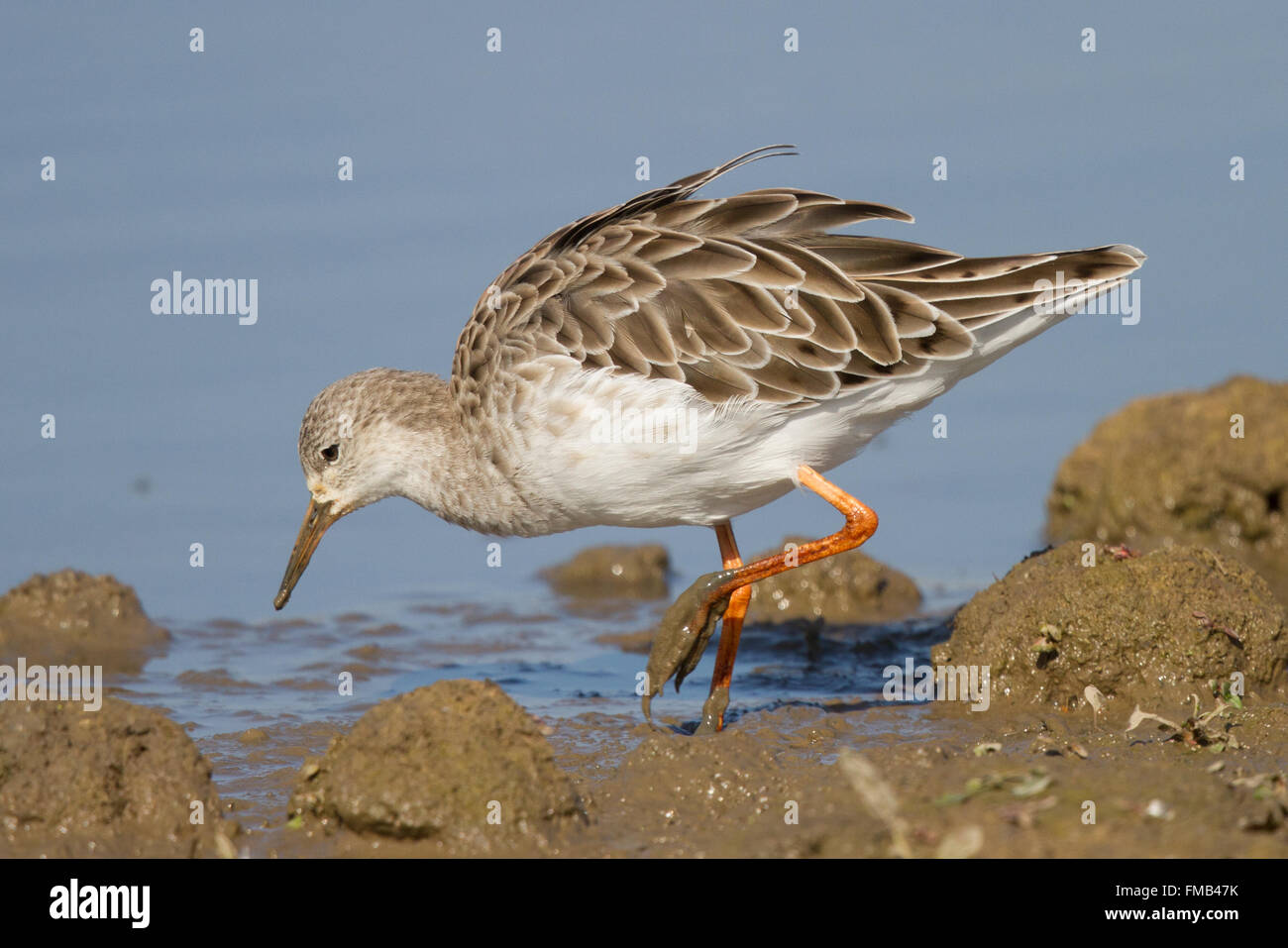 Juvenile Ruff, a common migrant wading bird of Britain Stock Photo - Alamy