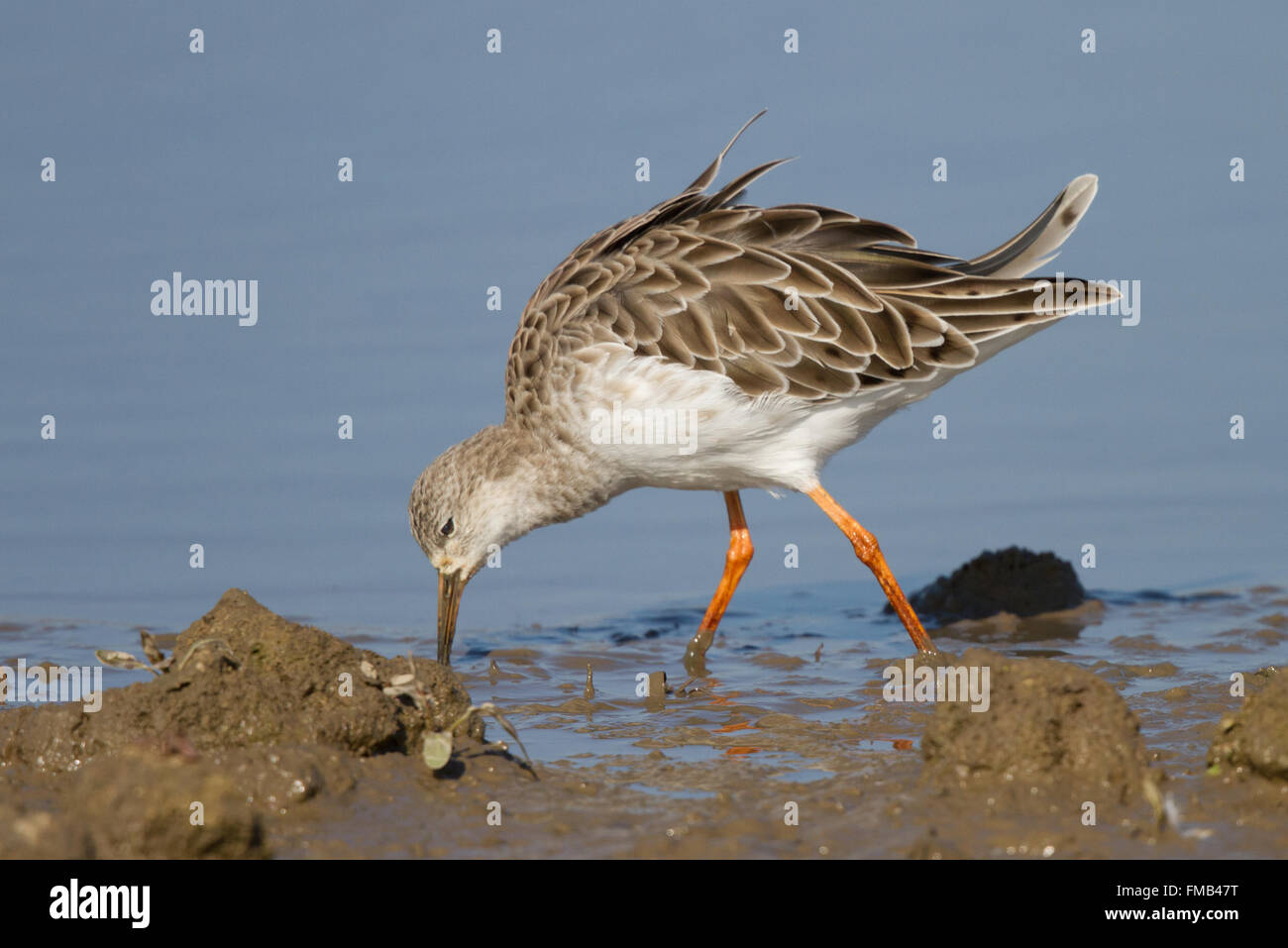 Juvenile Ruff, a common migrant wading bird of Britain Stock Photo - Alamy
