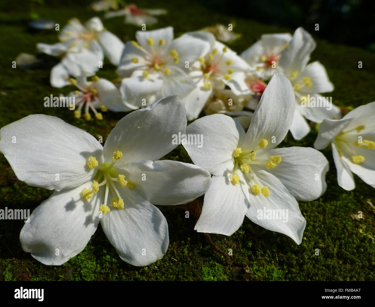 Tung flower hi-res stock photography and images - Alamy