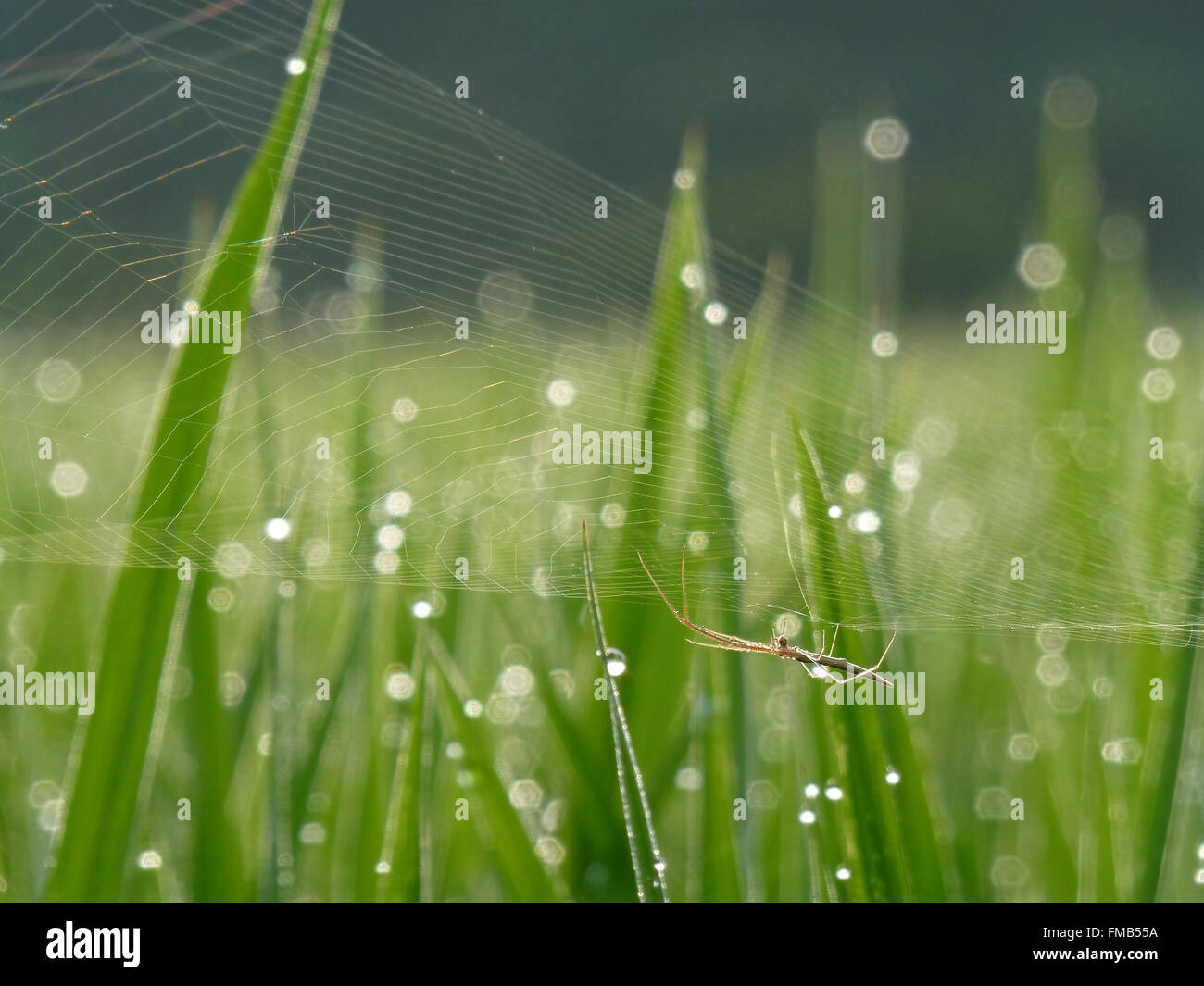 Spider of taiwan hi-res stock photography and images - Alamy