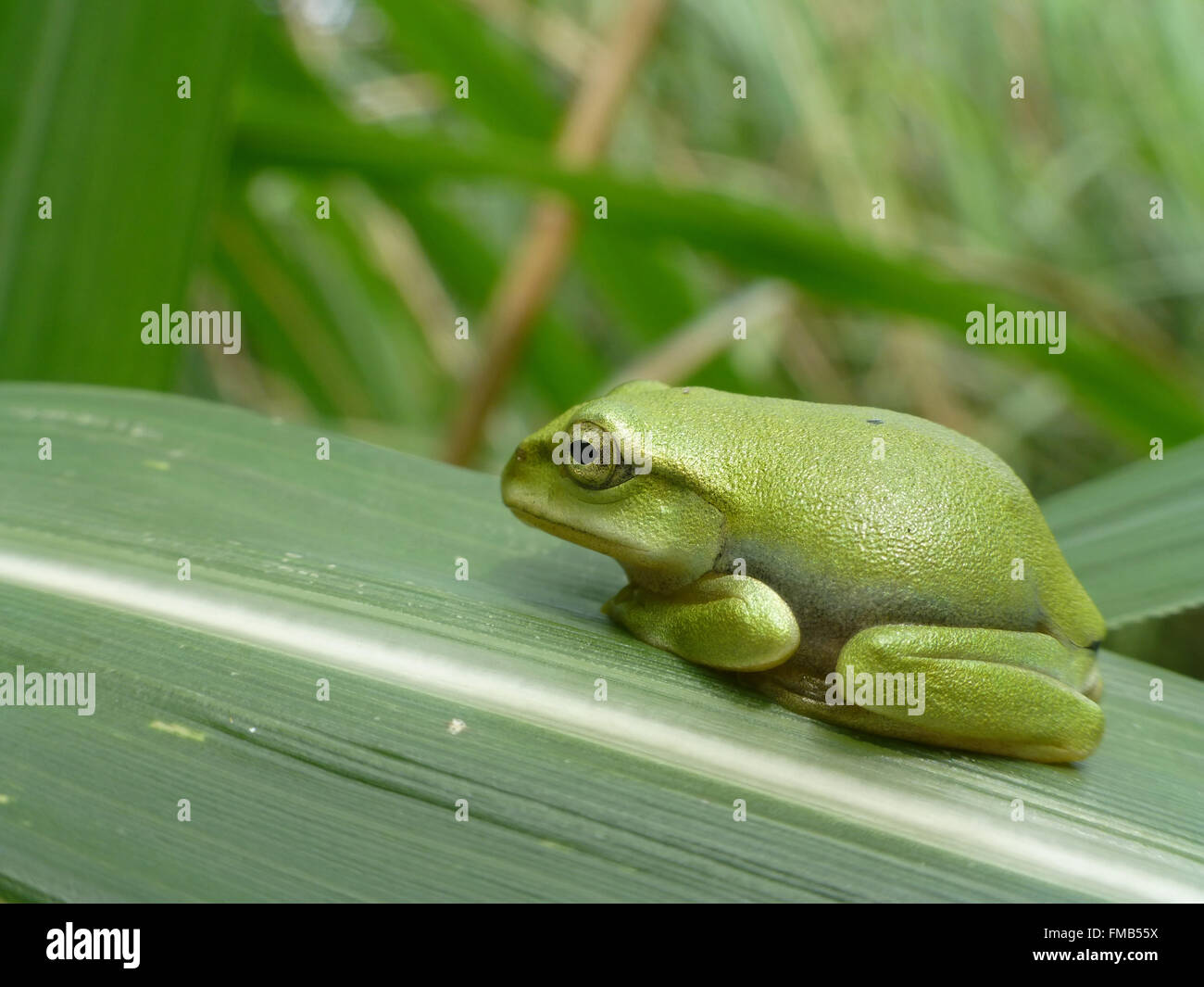 Little cute Taipei tree frog, photo taken at Taipei, Taiwan Stock Photo ...