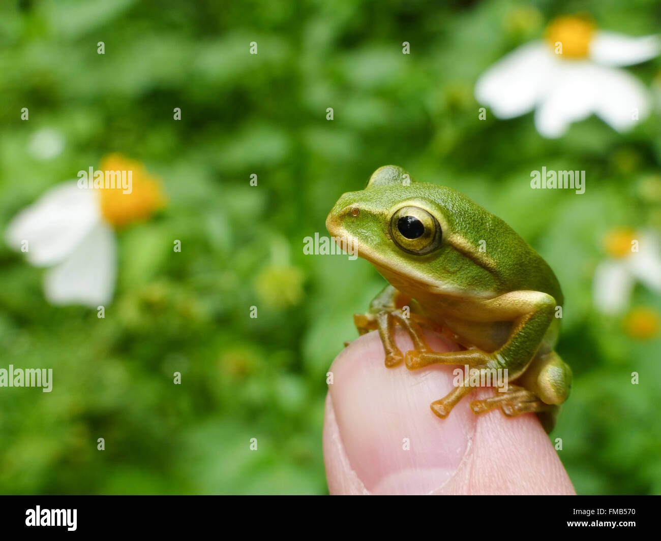 Rhacophorus prasinatus hi-res stock photography and images - Alamy