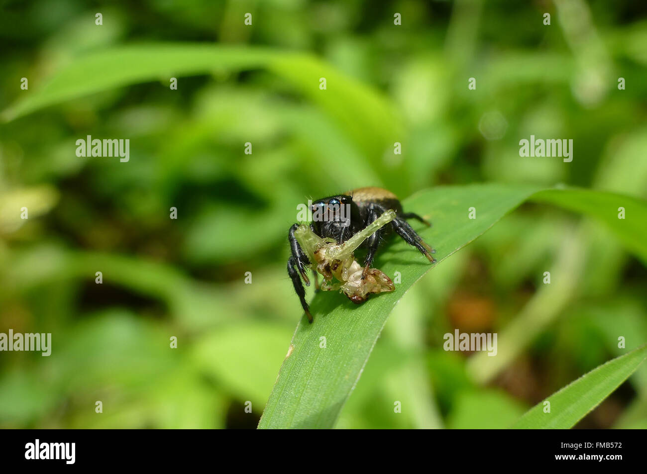 Spider of taiwan hi-res stock photography and images - Alamy