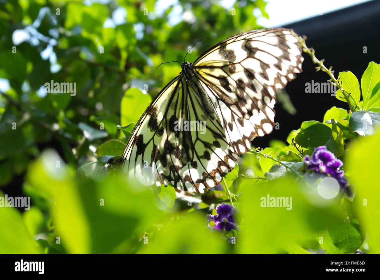 Idea leuconoe clara hi-res stock photography and images - Alamy