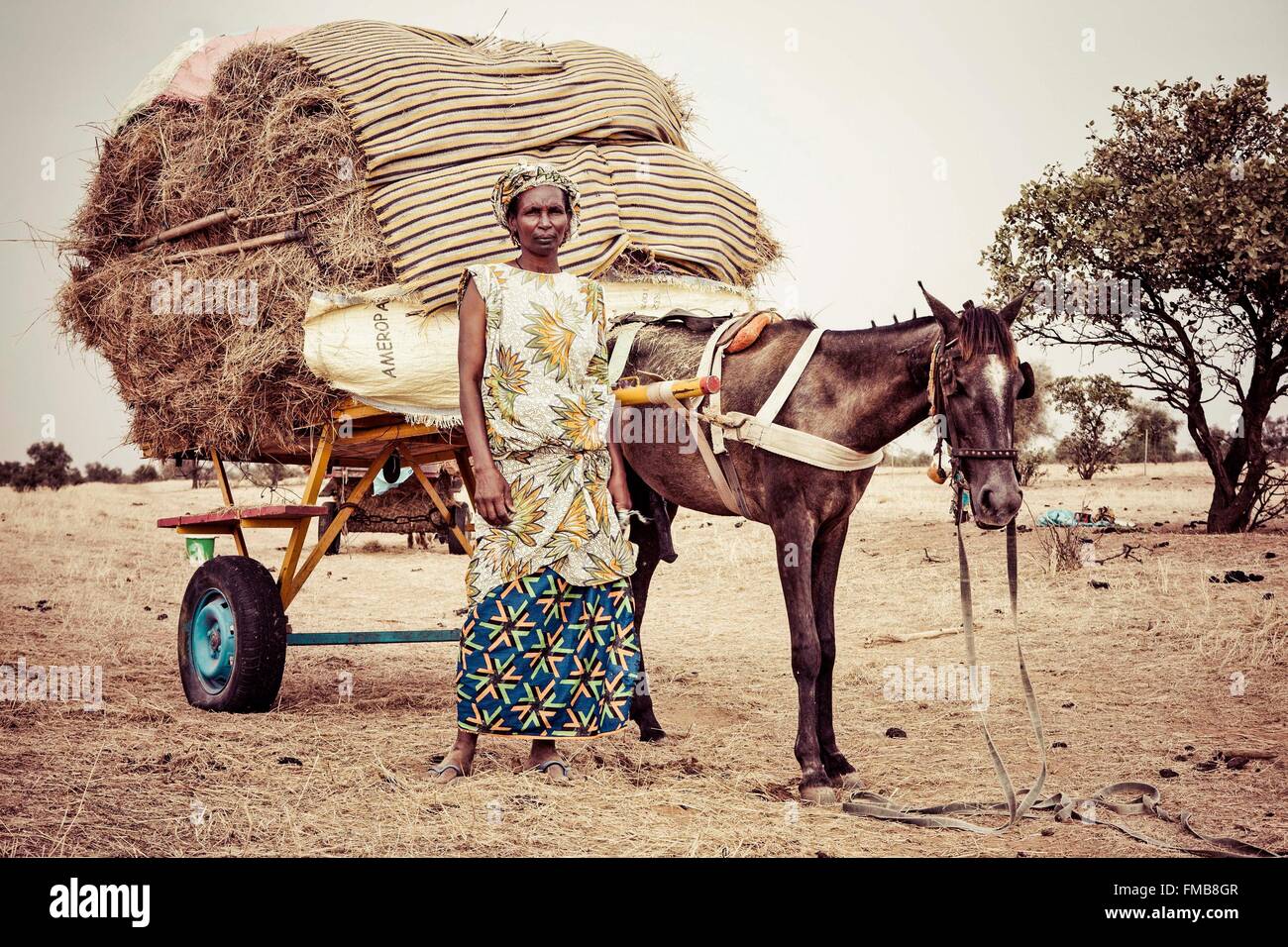 Senegal, Sahel, Ferlo region, Widou Thiengoly, Transport straw on a ...