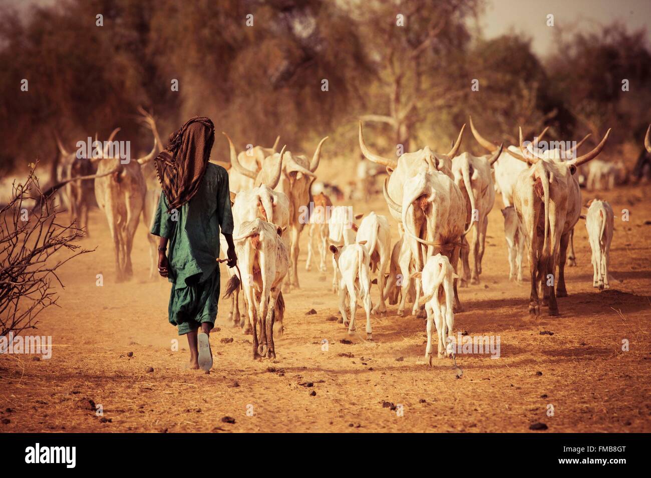 Senegal, Sahel, Ferlo region, Widou Thiengoly, Herd of zebu Stock Photo ...
