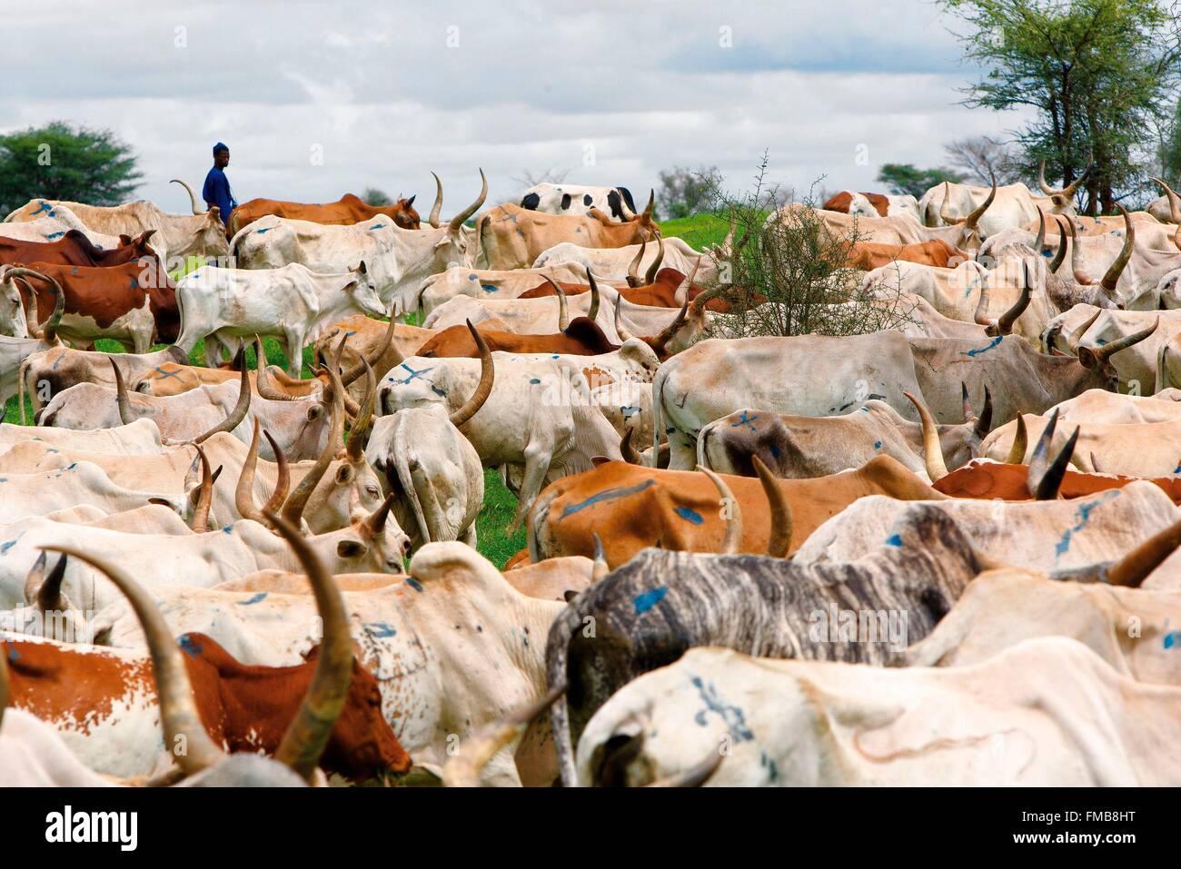 Senegal, Sahel, Ferlo region, Widou Thiengoly, Berger and his zebu ...
