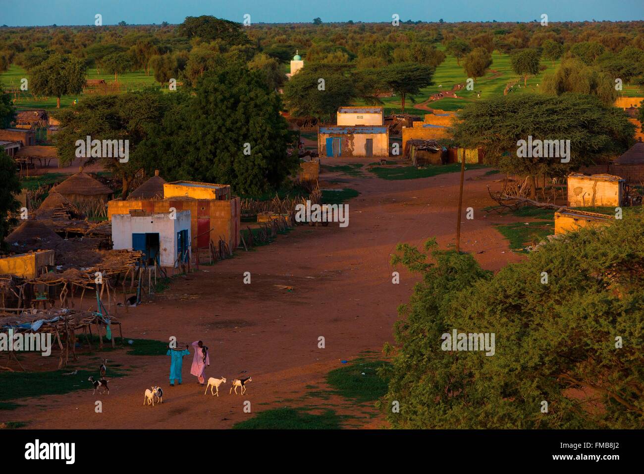 Senegal, Sahel, Ferlo region, Widou Thiengoly, Typical landscape of the ...