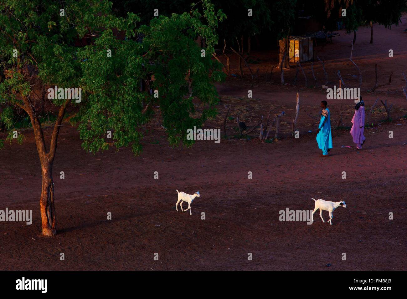 Senegal, Sahel, Ferlo region, Widou Thiengoly, Farmyard Stock Photo - Alamy