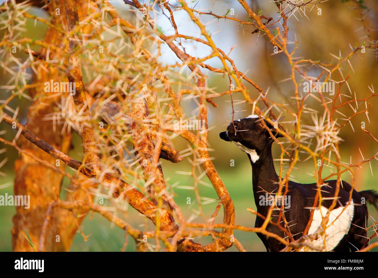 Senegal, Sahel, Ferlo region, Widou Thiengoly, acacia aegyptiaca, Goat ...