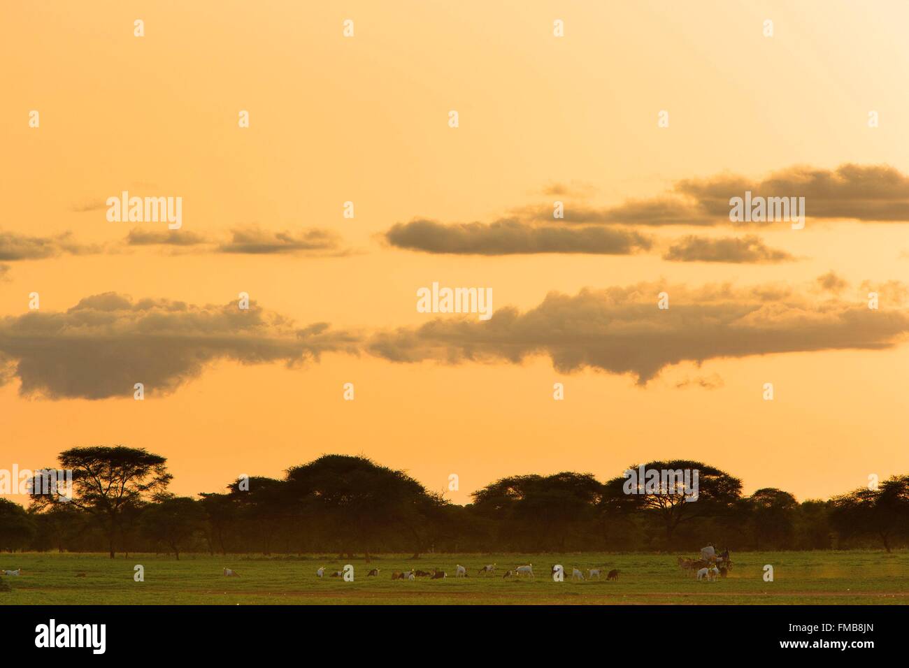Senegal, Sahel, Ferlo region, Widou Thiengoly, Ferlo landscape at ...