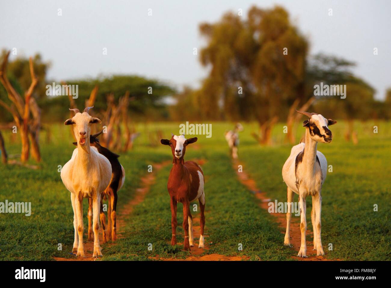 Senegal, Sahel, Ferlo region, Widou Thiengoly, goats surprised Stock ...