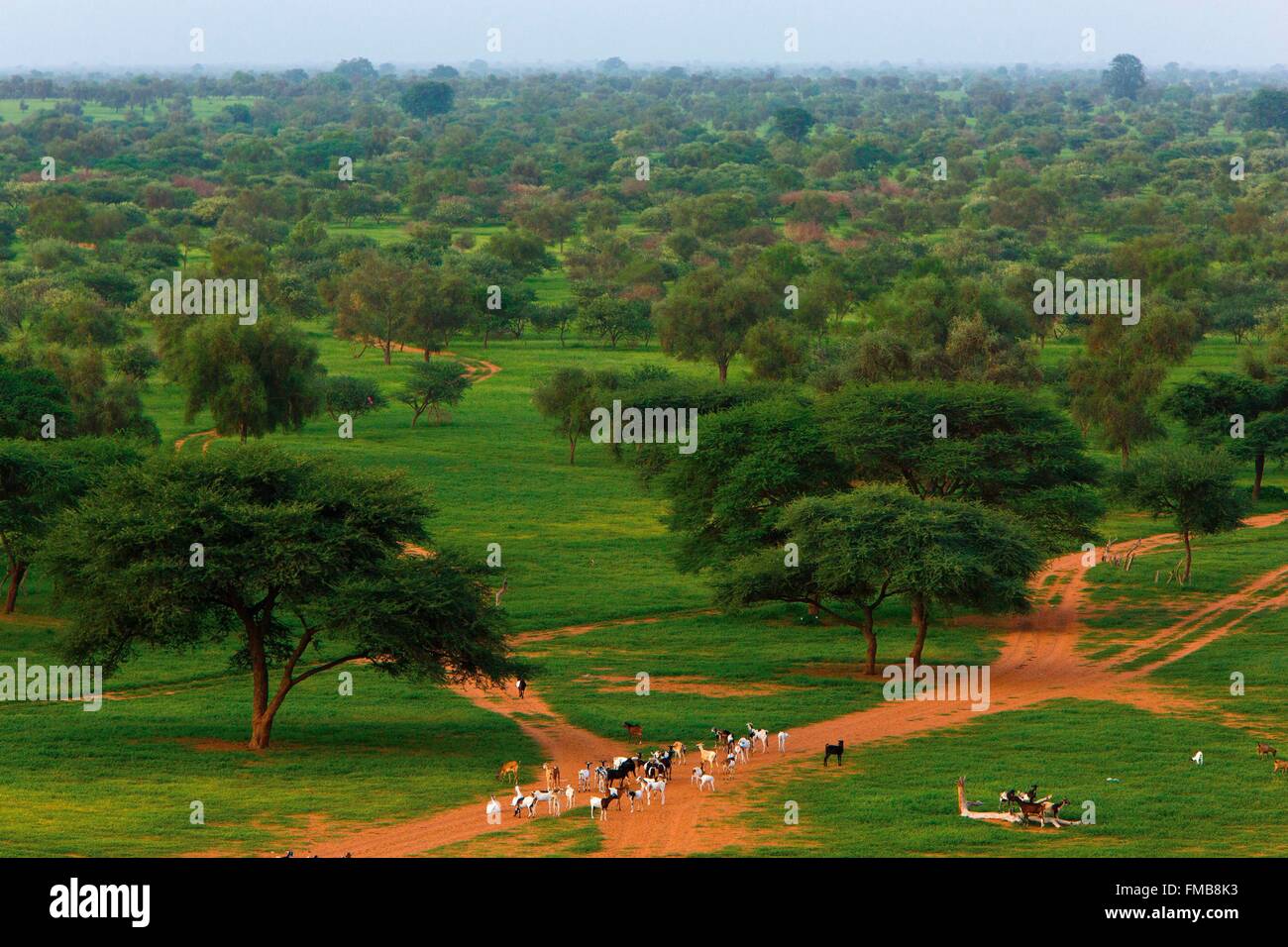 Senegal, Sahel, Ferlo region, Widou Thiengoly, Typical landscape of the ...