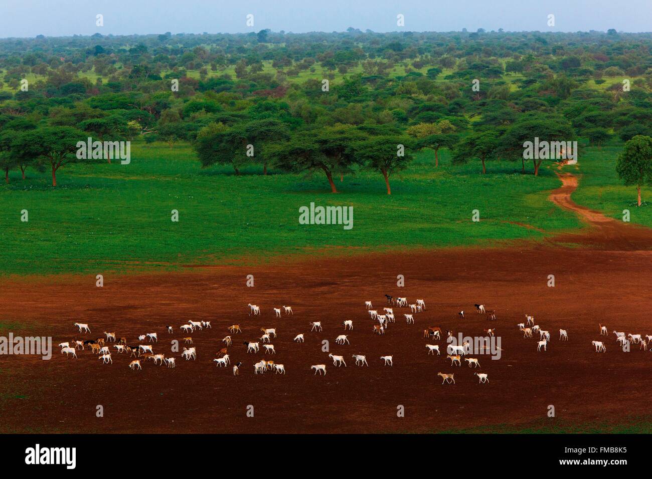 Senegal, Sahel, Ferlo region, Widou Thiengoly, Typical landscape of the ...